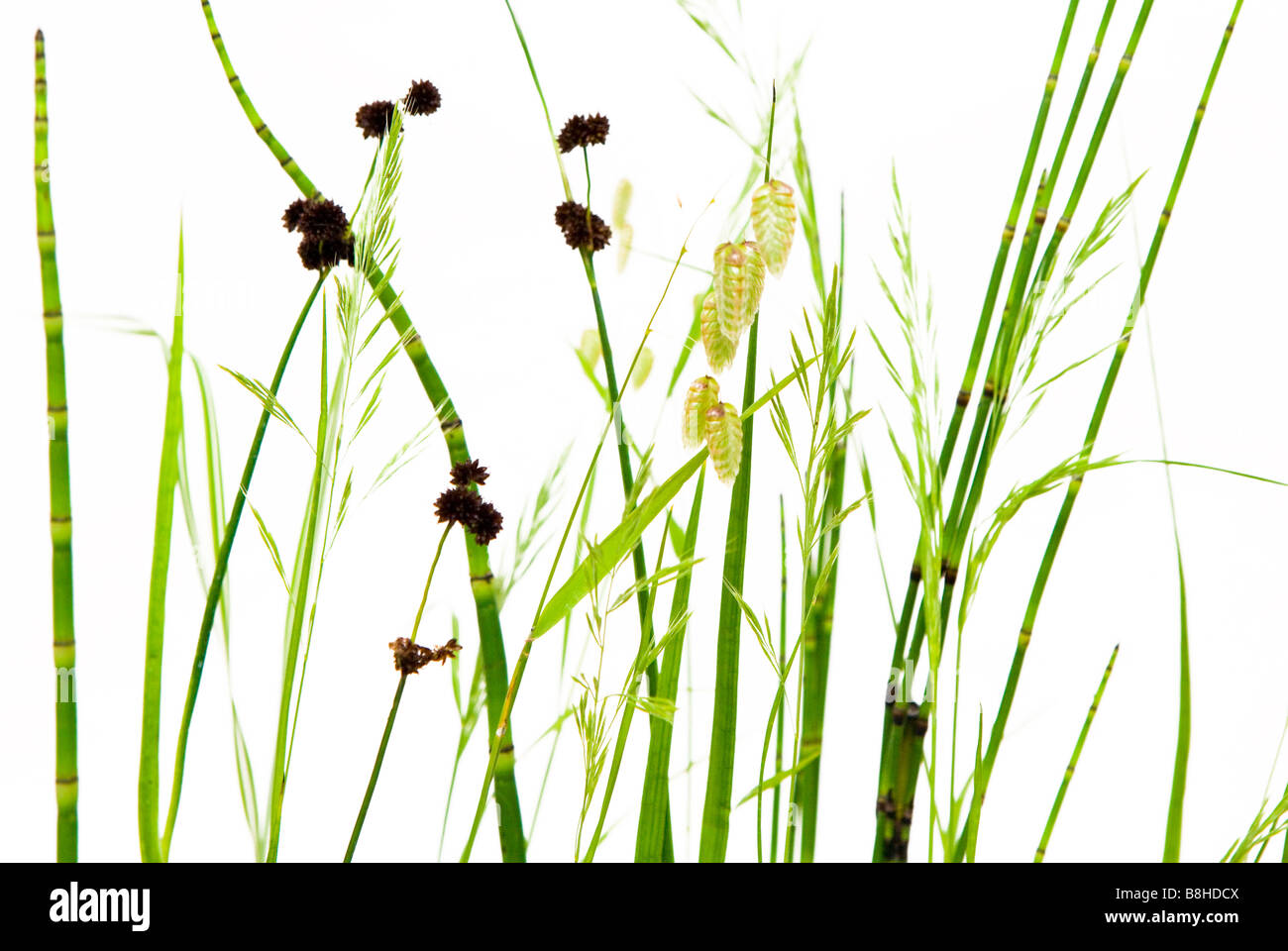 Grasses Ornamental High Resolution Stock Photography and Images - Alamy