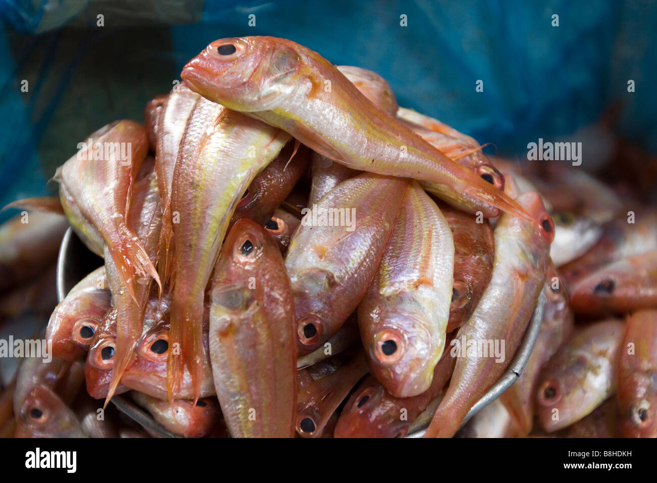 Juvenile red snapper hi-res stock photography and images - Alamy