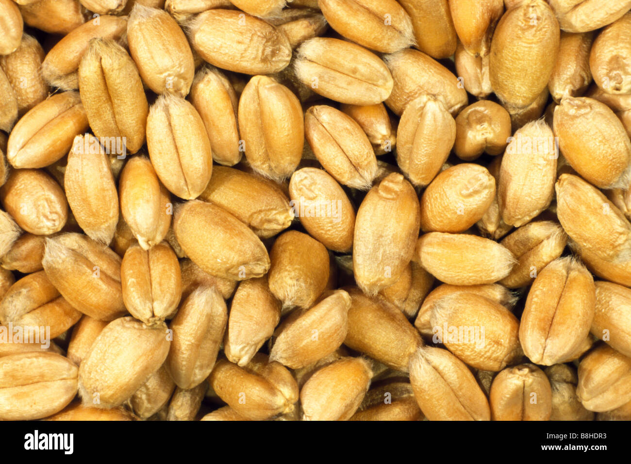 Wheat (Triticum aestivum), grains seen from above, studio picture Stock ...