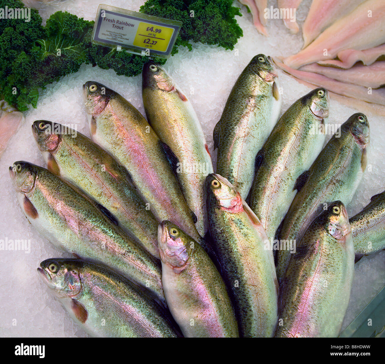 Freshly caught rainbow trout hi-res stock photography and images - Alamy