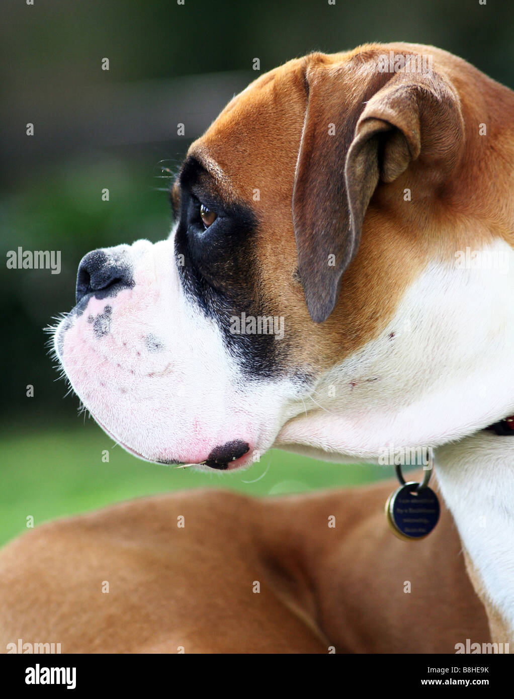 Conan the Dog Stock Photo - Alamy