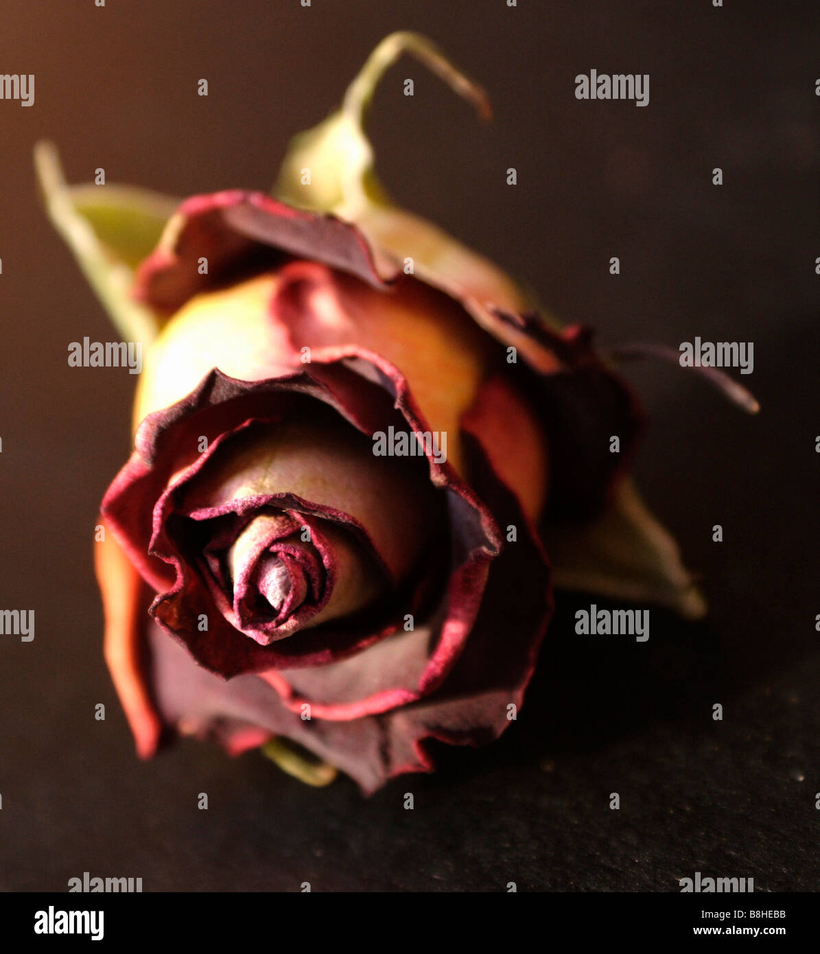 Dead rose hi-res stock photography and images - Alamy