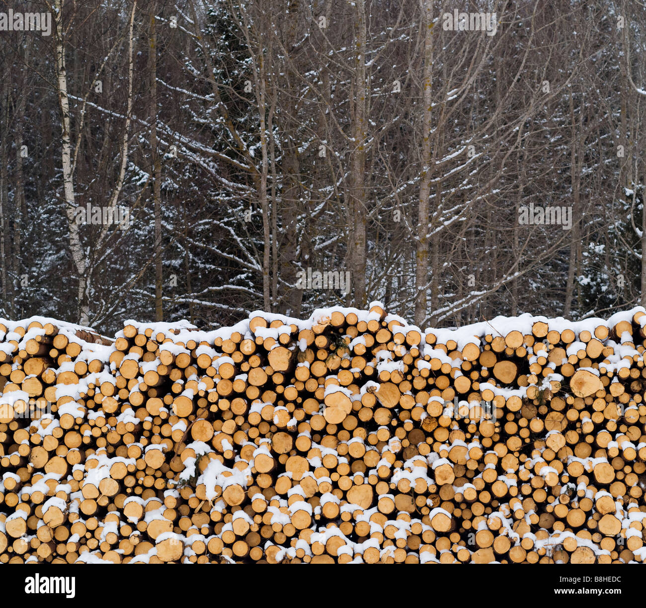 Pulpwood hi-res stock photography and images - Alamy