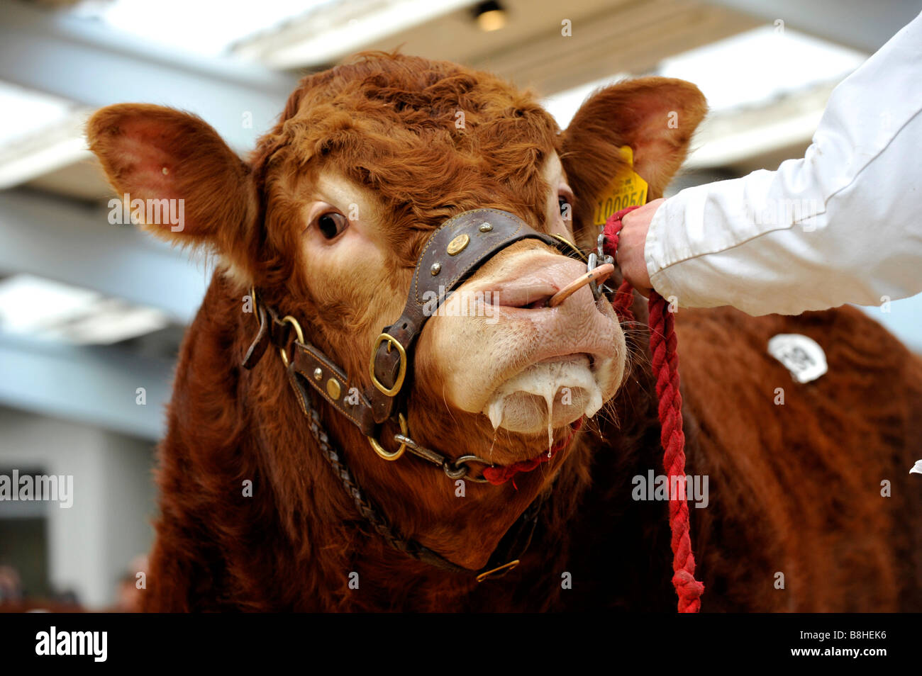 Limousin bull being showed and led by halter and Nose ring Carlisle ...