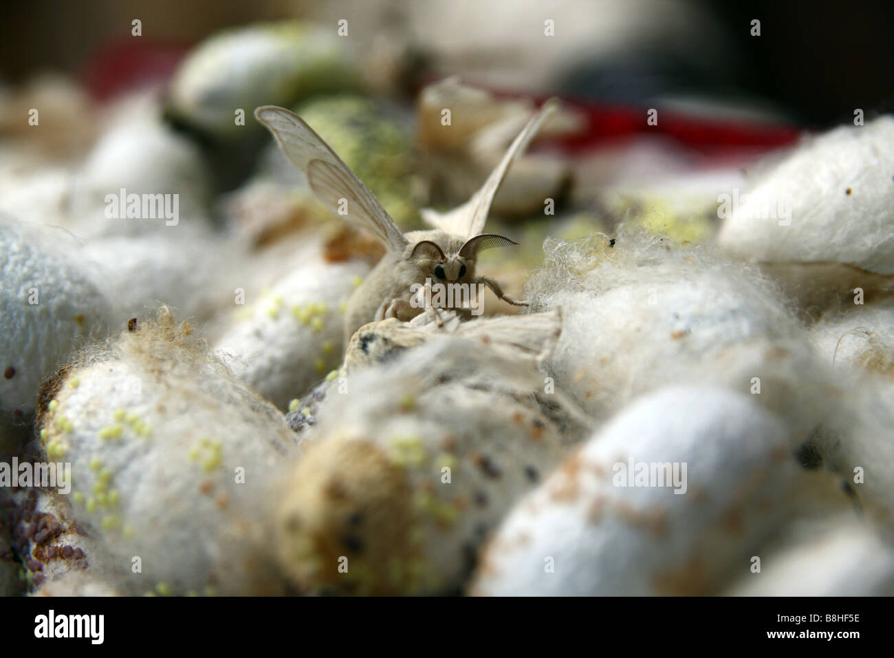 Close-up. Silk cocoons pupas of silkworm moth Bombyx mori silkwood ...