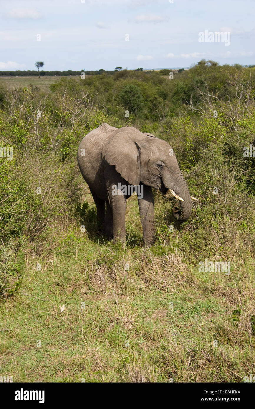 Elephants plain hi-res stock photography and images - Alamy
