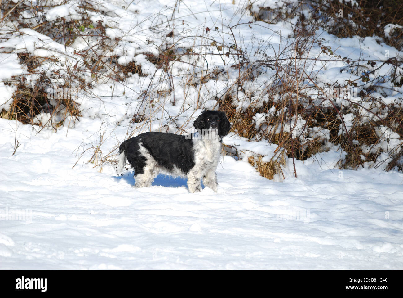 English Springer Spaniel Snow Stock Photo - Alamy