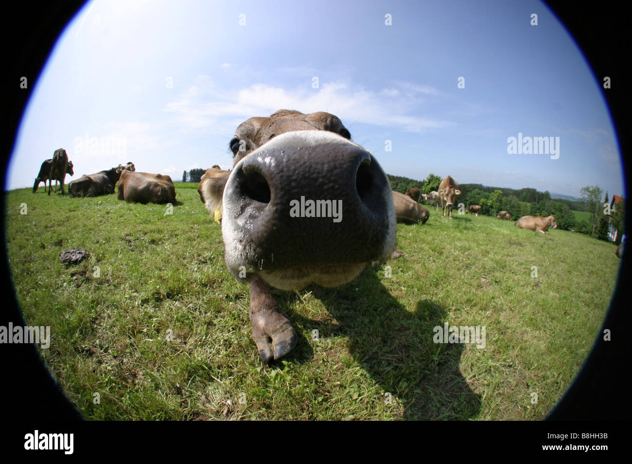 Picture of some cows on the field outside Stock Photo - Alamy