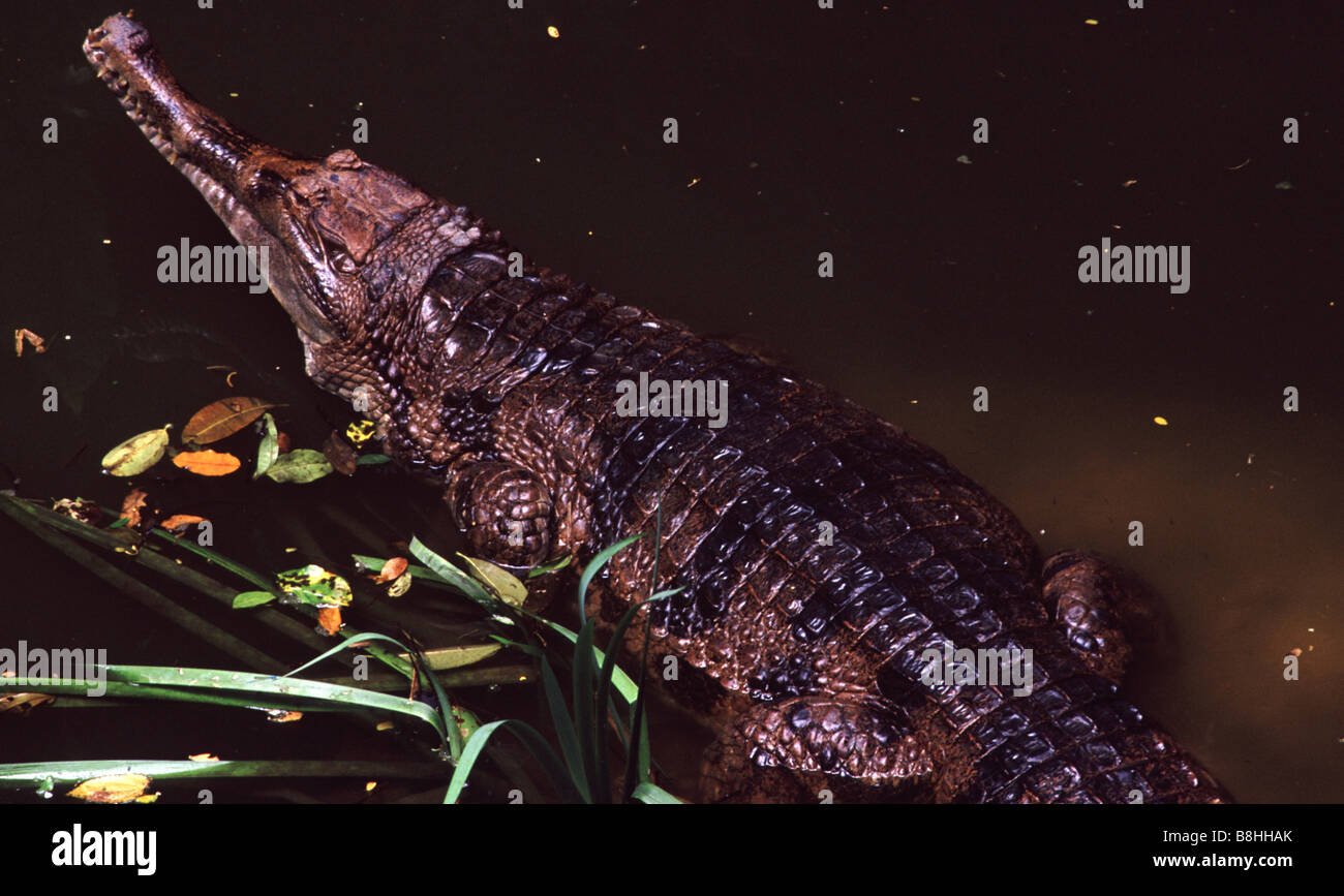 Tomistoma schlegeli, False gavial Stock Photo - Alamy