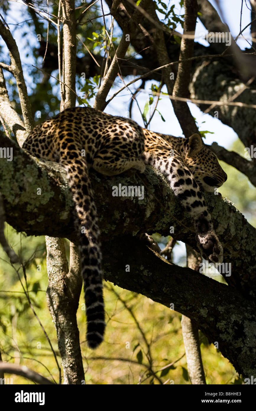 Leopards tail hi-res stock photography and images - Alamy