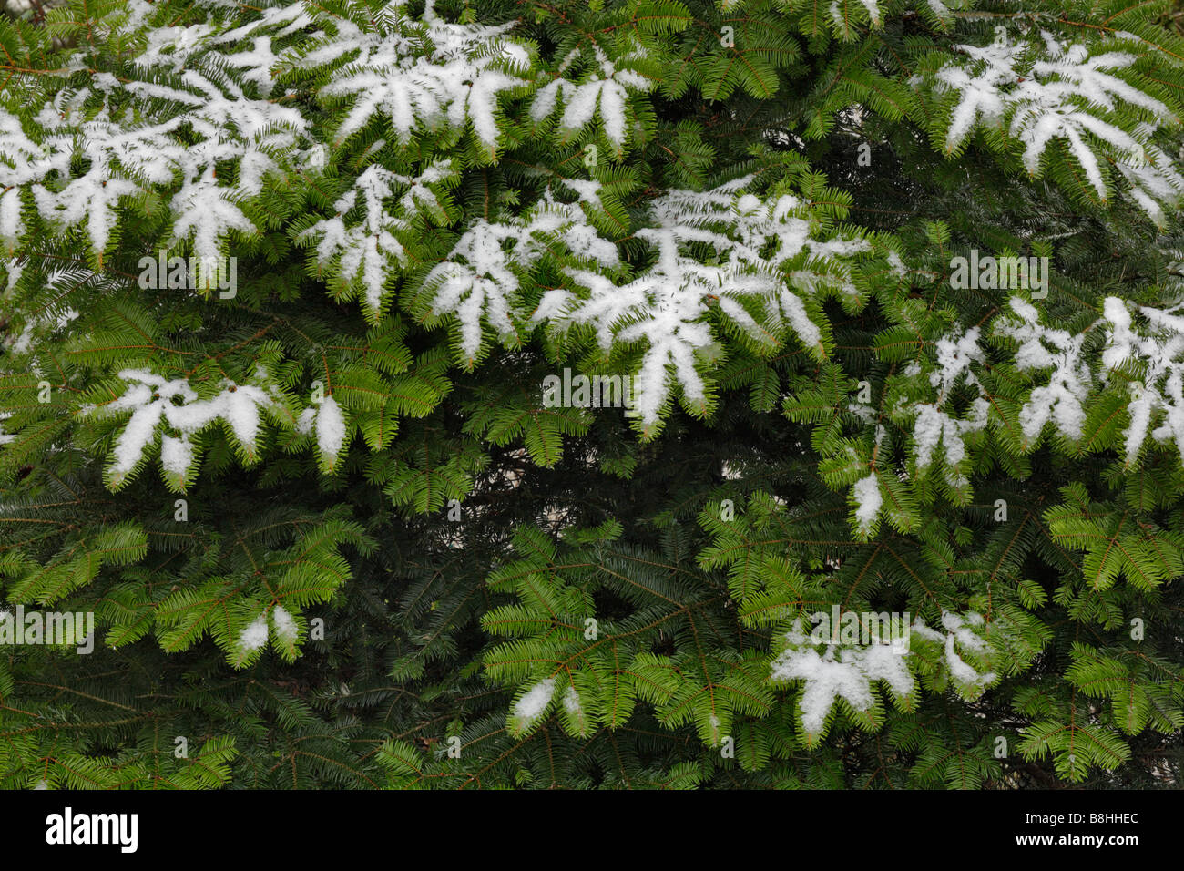 Light dusting of snow hi-res stock photography and images - Alamy