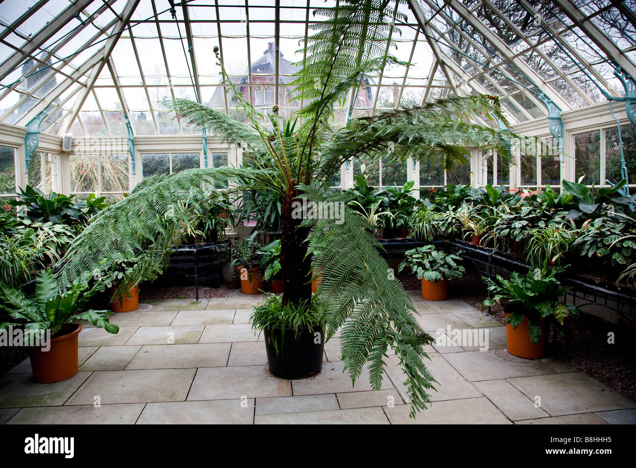 Victorian Fern Greenhouse High Resolution Stock Photography and Images ...