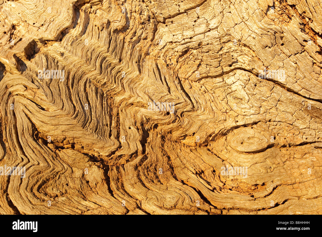 Windsor great park tree oak hi-res stock photography and images - Alamy