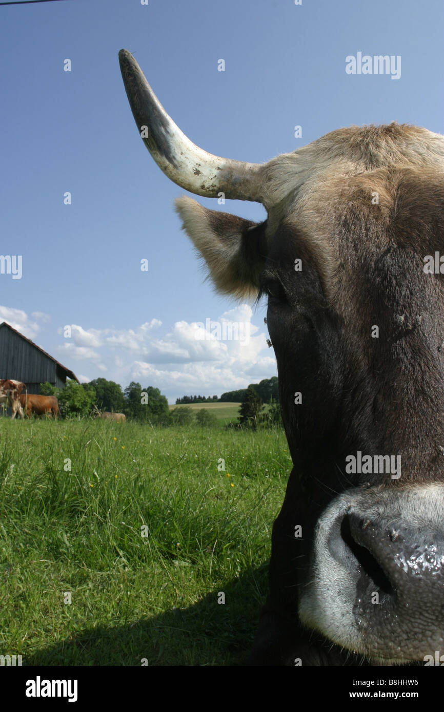 Picture of some cows outside Stock Photo - Alamy