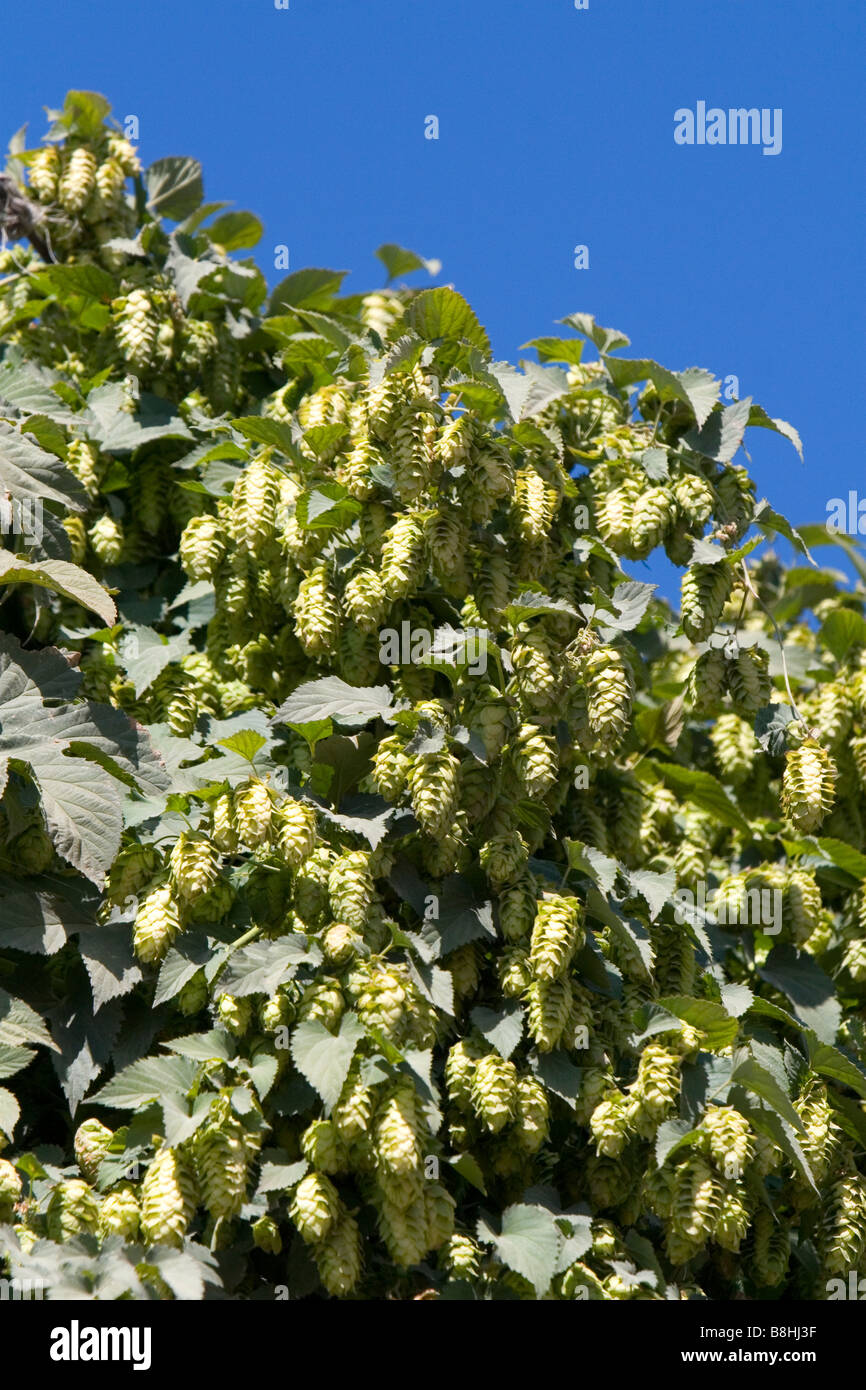 Hop yard hi-res stock photography and images - Alamy