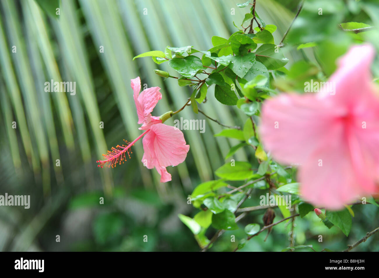 Two hibiscus flower hi-res stock photography and images - Alamy