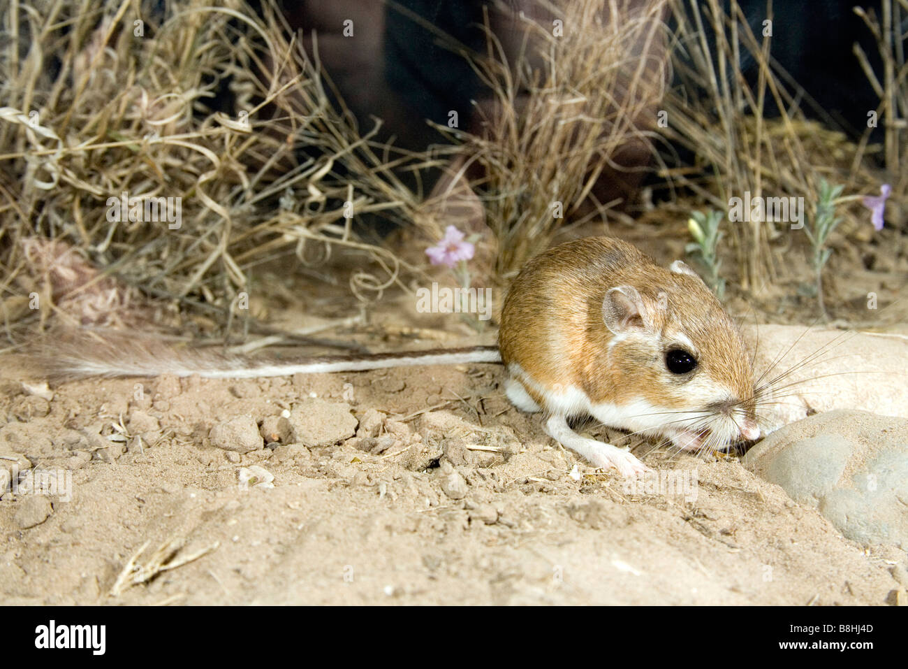 Kangaroo rat hi-res stock photography and images - Alamy