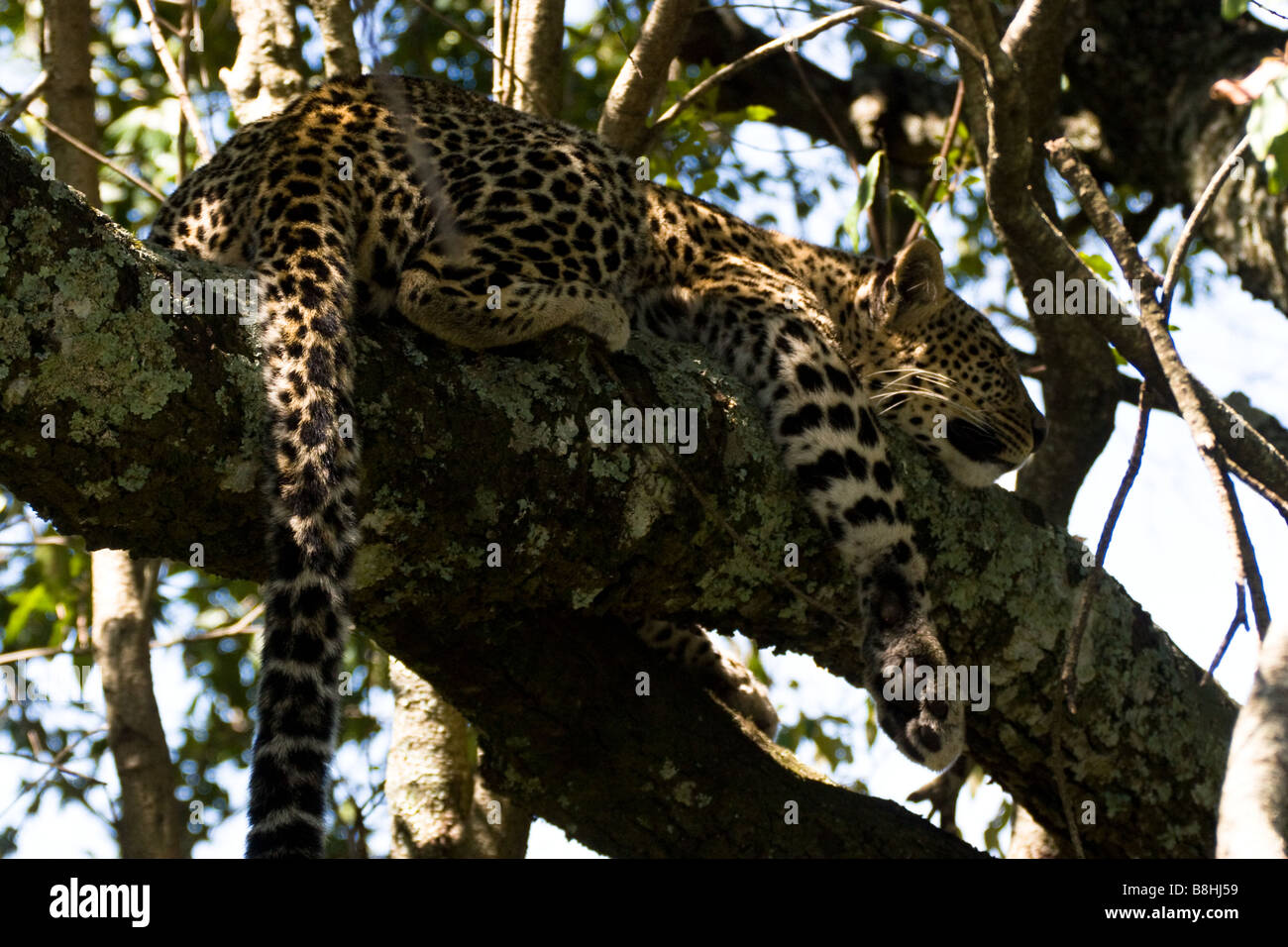 Leopards tail hi-res stock photography and images - Alamy