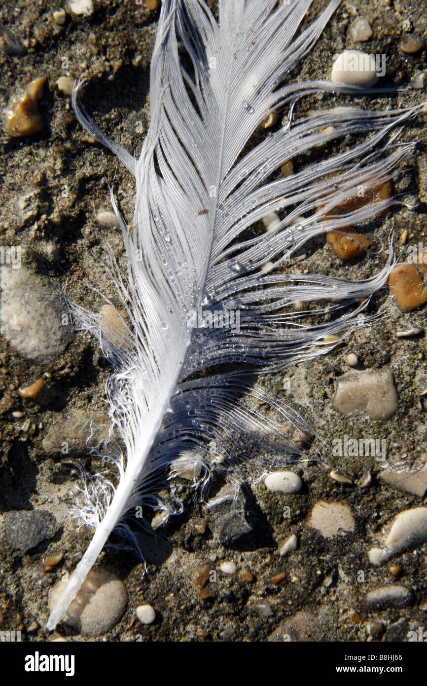 close up detail of one white old bird's feather on floor ground Stock ...