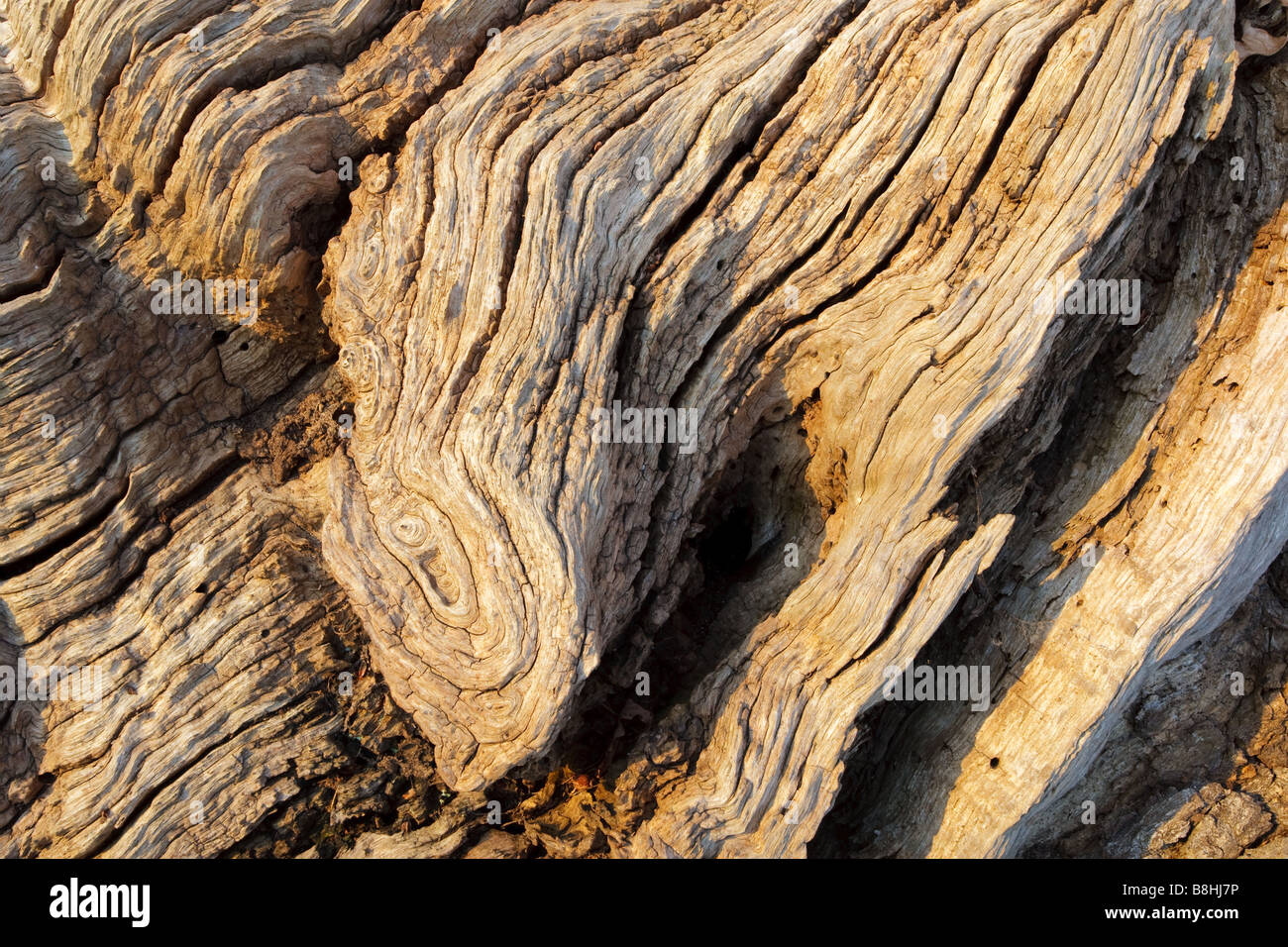 Windsor great park tree oak hi-res stock photography and images - Alamy