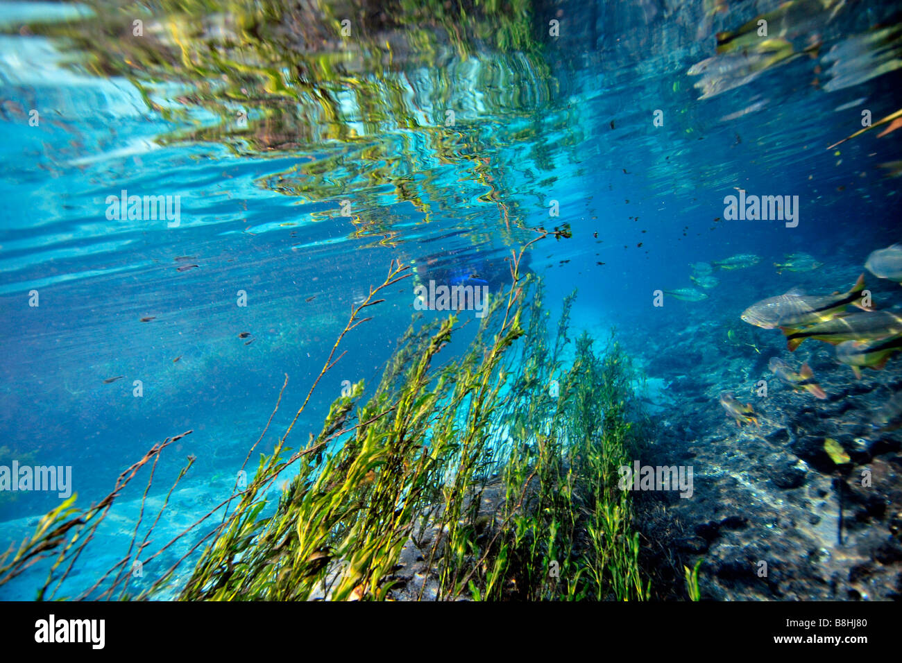 Underwater vegetation at Sucuri River, Bonito, Mato Grosso do Sul ...