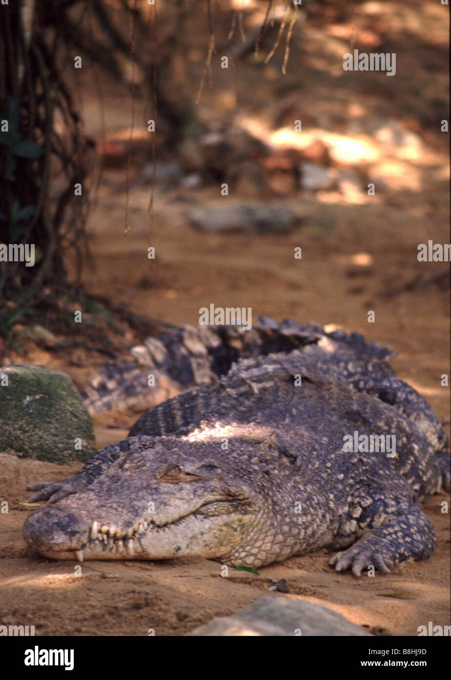 Crocodylus porosus, Saltwater crocodile Stock Photo - Alamy