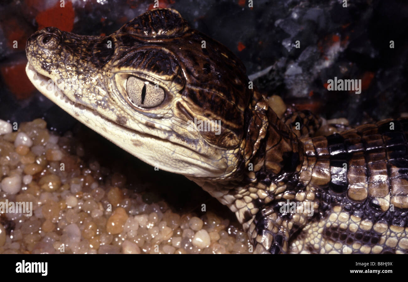 Amazon caiman food hi-res stock photography and images - Alamy