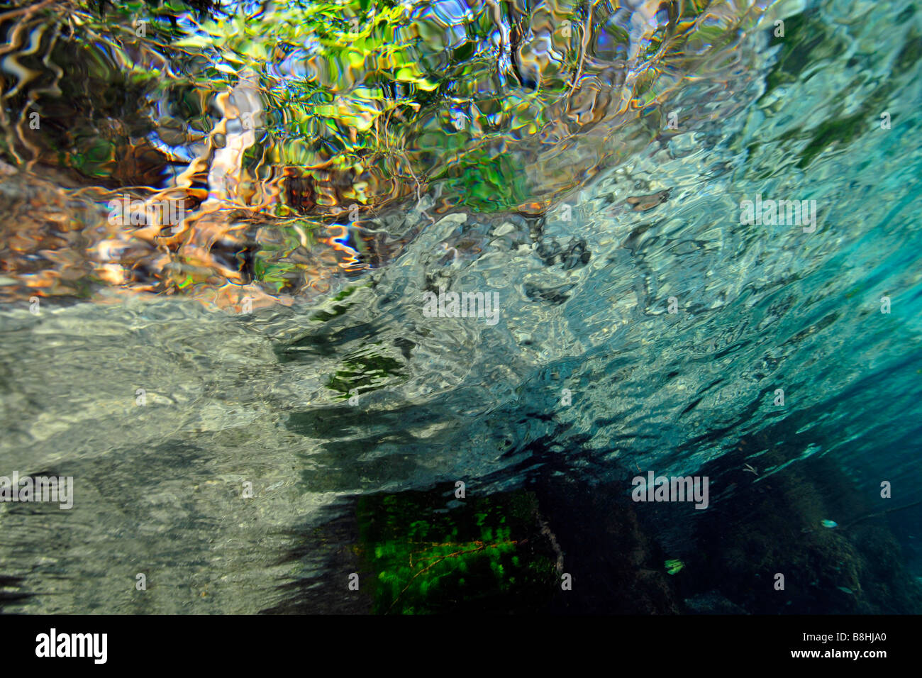 Underwater vegetation at Sucuri River, Bonito, Mato Grosso do Sul ...