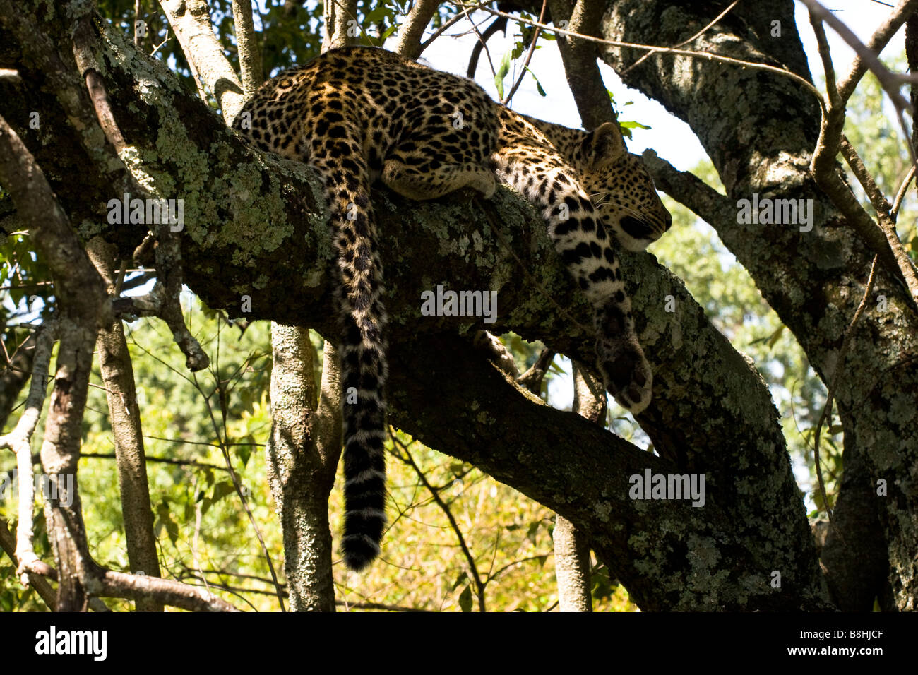 Leopard rest resting branch hi-res stock photography and images - Alamy
