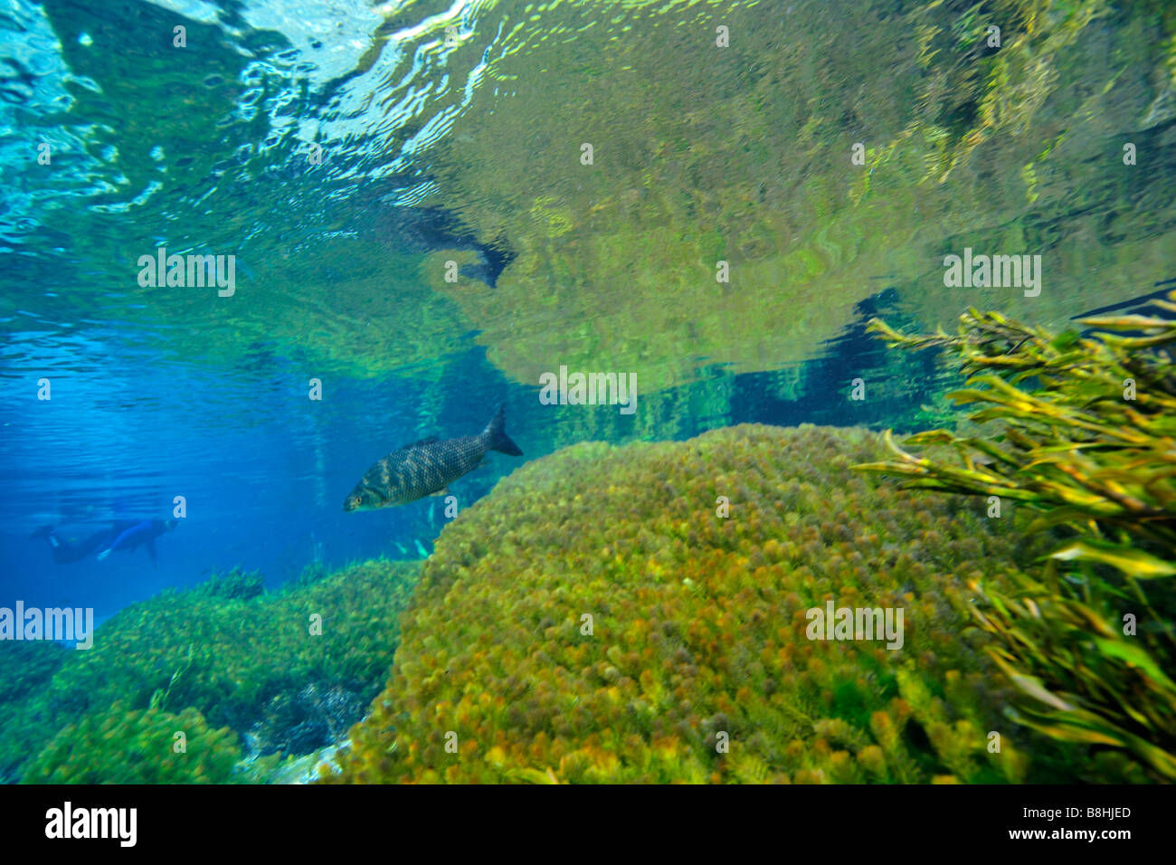 Underwater vegetation, predominantly stonewort algae, Chara rusbyana ...