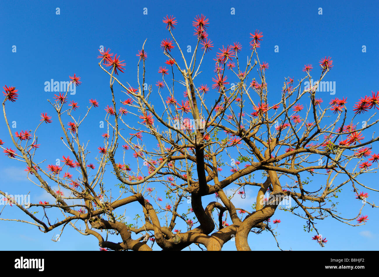 A red flowering tree (Erythrina caffra), Los Angeles CA Stock Photo - Alamy
