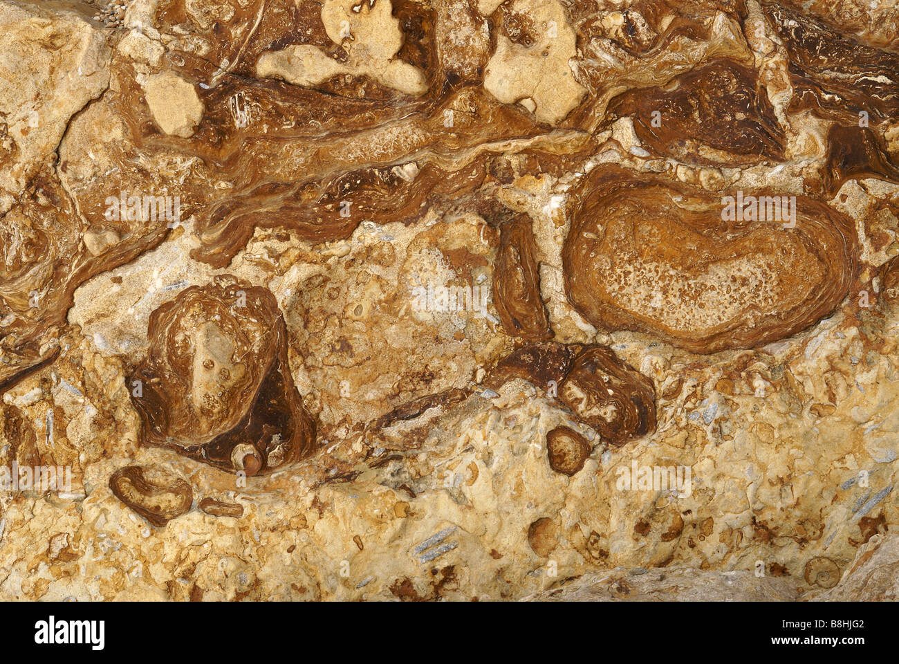 Oyster fossil hi-res stock photography and images - Alamy
