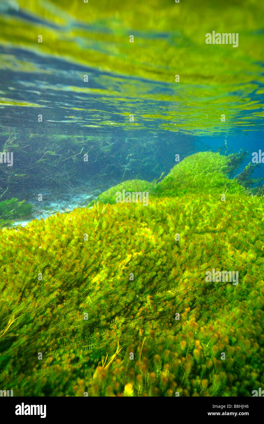 Chara algae hi-res stock photography and images - Alamy