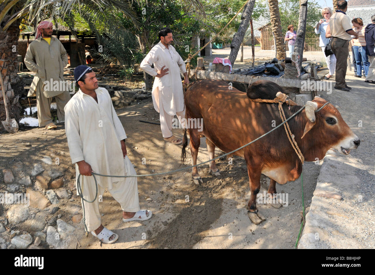 Fujairah Heritage Village shows historical & traditional Arab life oxen ...