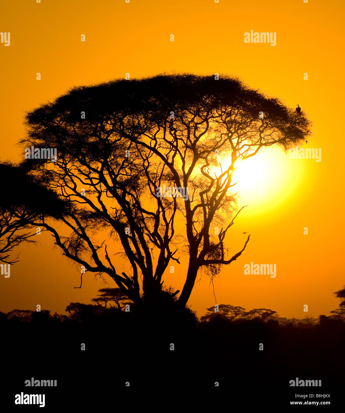 african sunset in savannah kenya Stock Photo - Alamy
