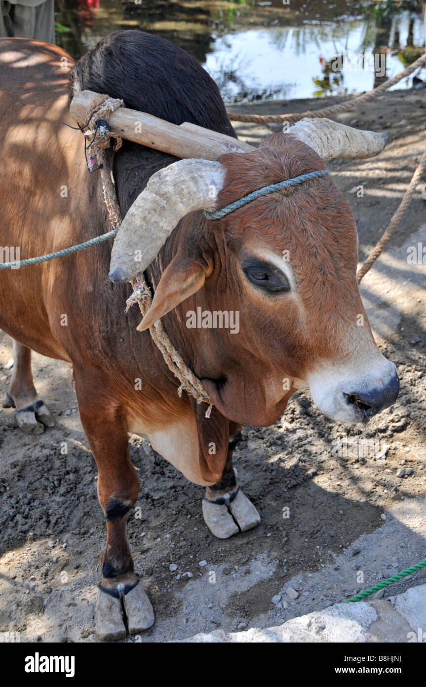 Fujairah Heritage Village shows historical & traditional Arab life oxen ...
