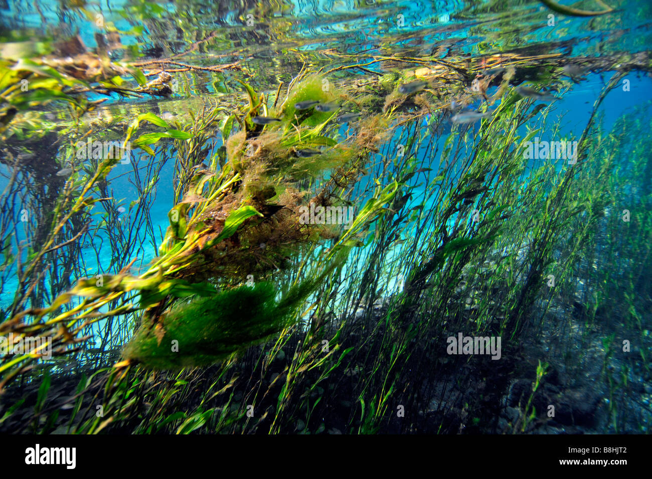 Underwater vegetation at Sucuri River, Bonito, Mato Grosso do Sul ...