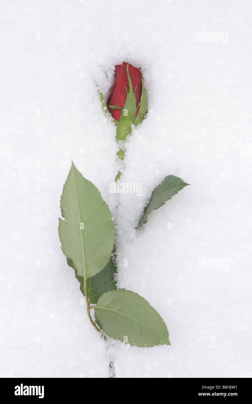 Red rose in snow hi-res stock photography and images - Alamy