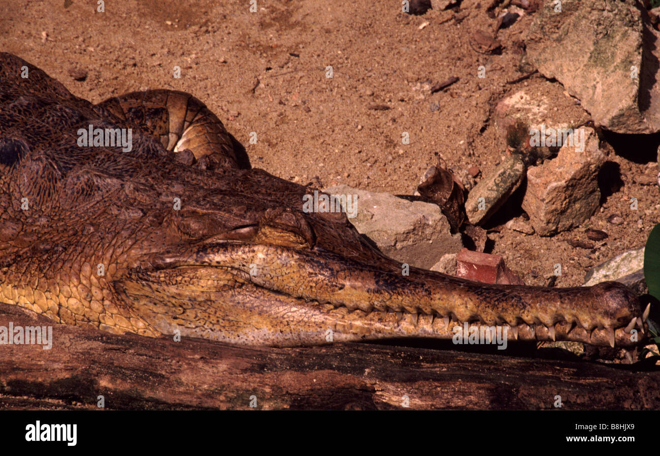 False gharial tomistoma schlegelii hi-res stock photography and images ...