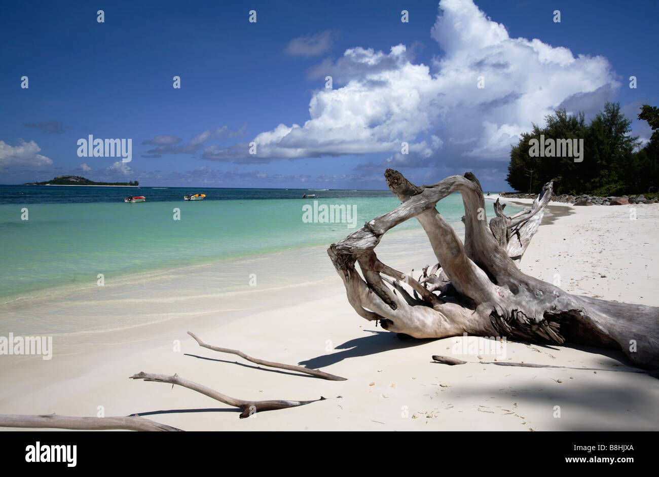 Sea trunk beach water hi-res stock photography and images - Alamy