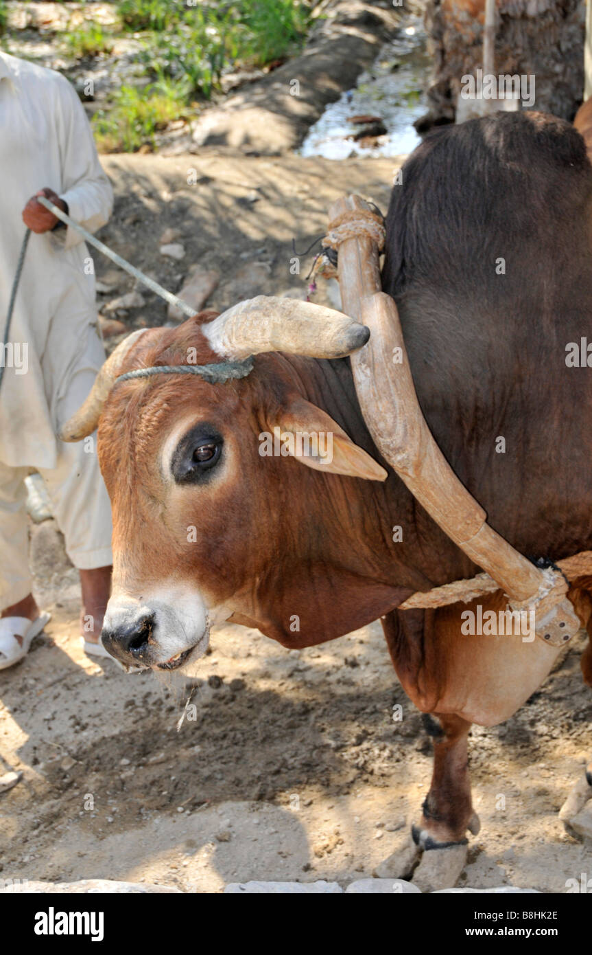 Traditional arab life hi-res stock photography and images - Alamy