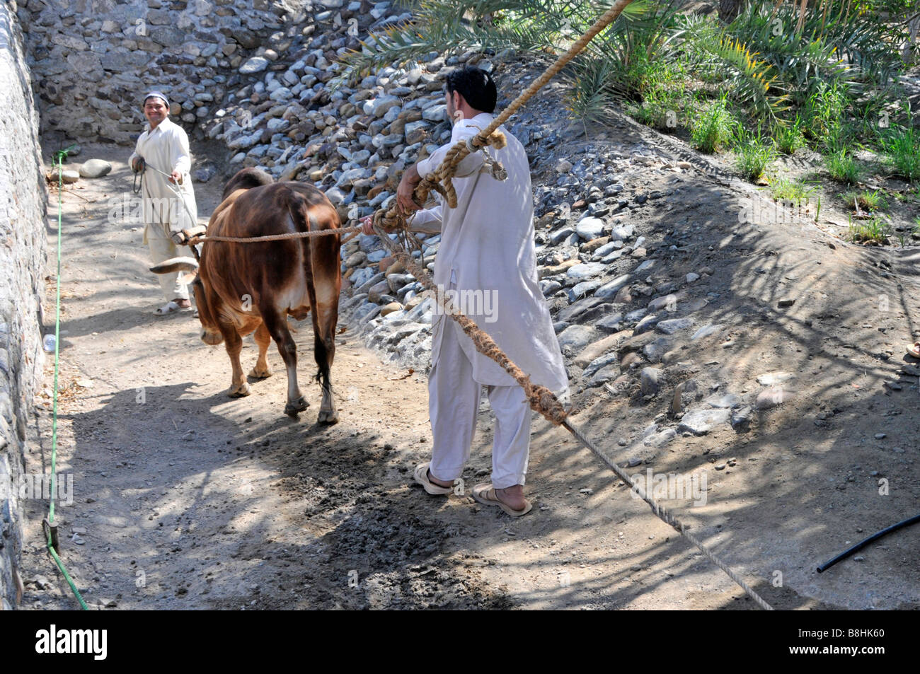 Fujairah Heritage Village shows historical & traditional Arab life oxen ...