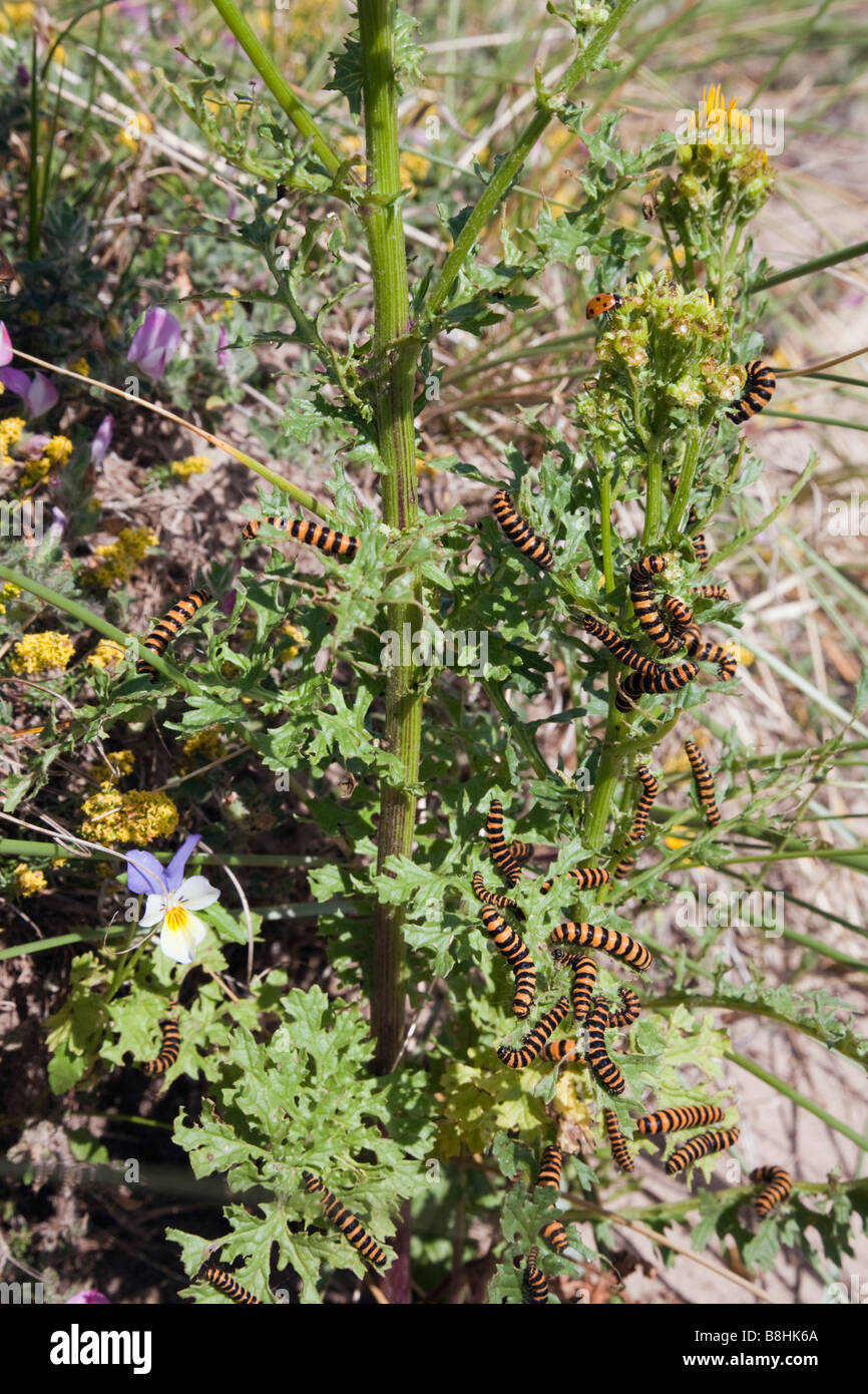 Cinnabar moth hi-res stock photography and images - Alamy