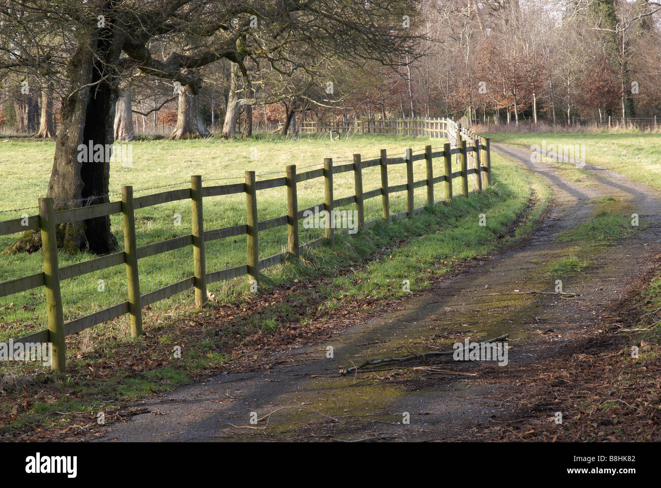woodland track with trees and a fence with shadows in winter Stock ...