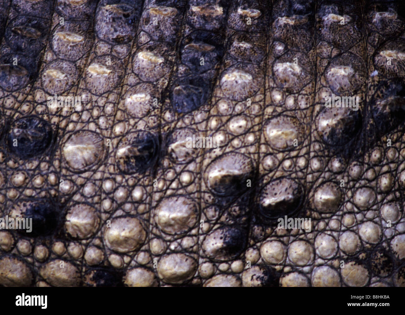Skin of crocodile hi-res stock photography and images - Alamy