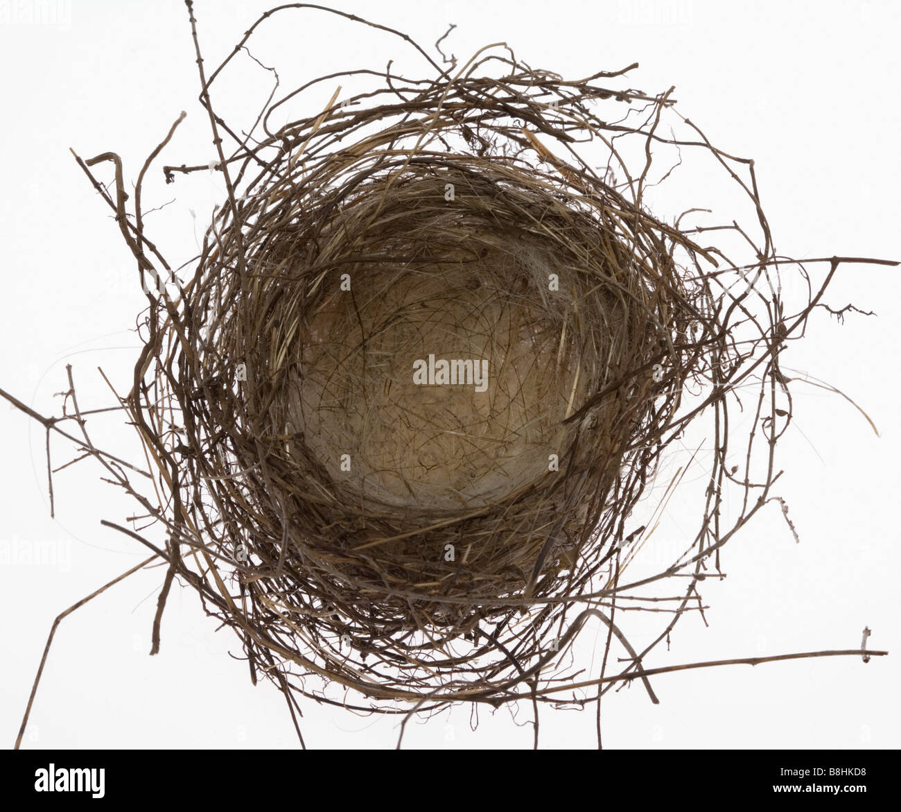 Birds white background Cut Out Stock Images & Pictures - Alamy