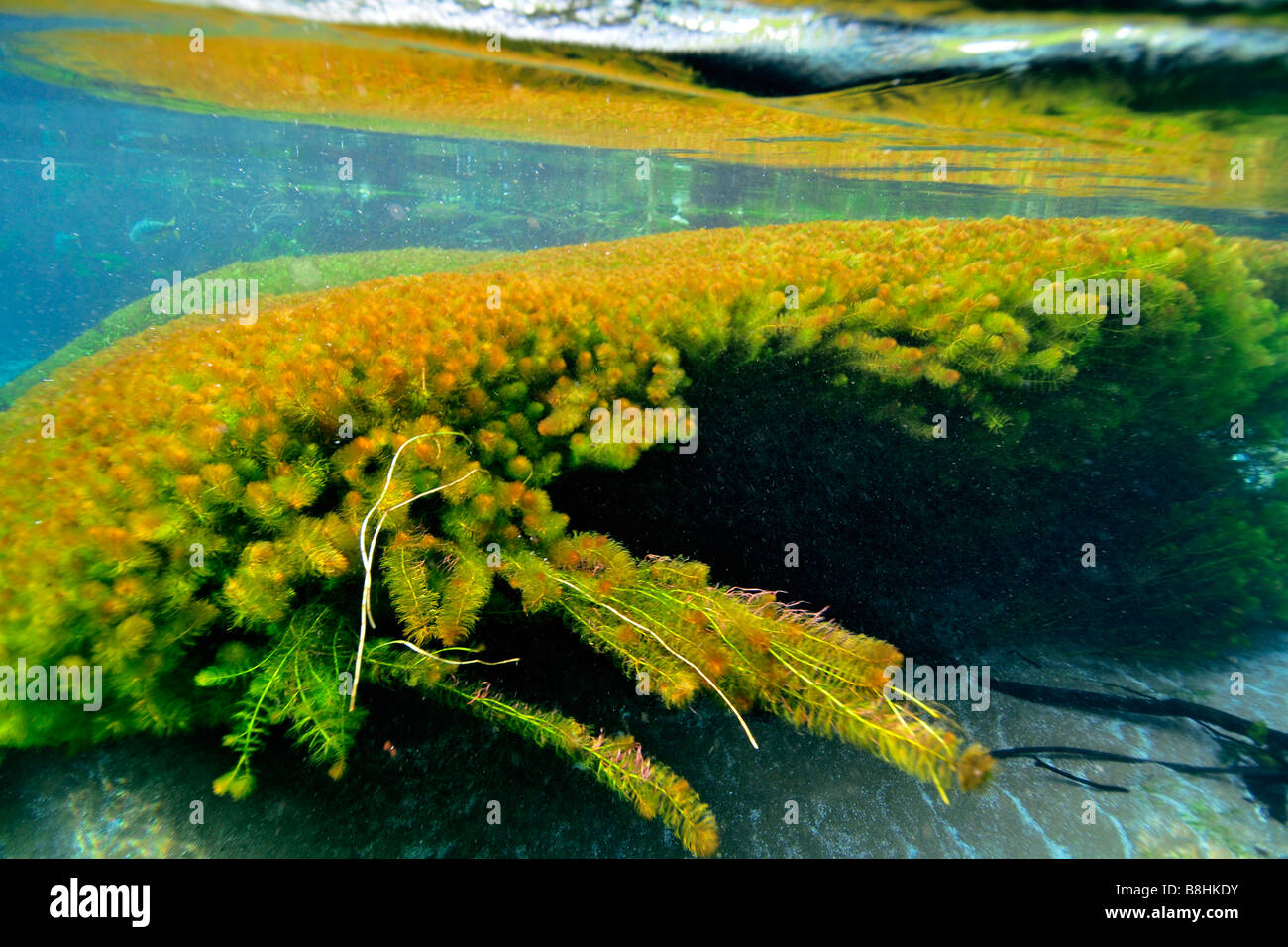 Underwater vegetation, predominantly stonewort algae, Chara rusbyana ...