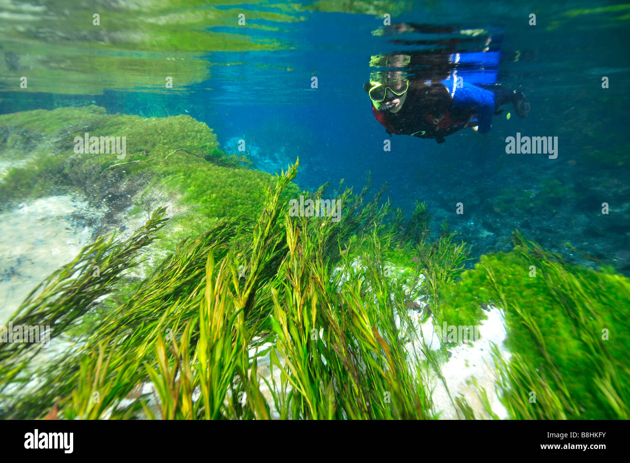 Diver and underwater vegetation at Sucuri river Bonito Mato Grosso do ...