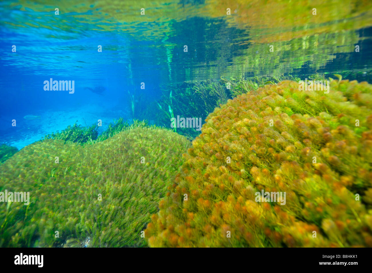Chara algae hi-res stock photography and images - Alamy