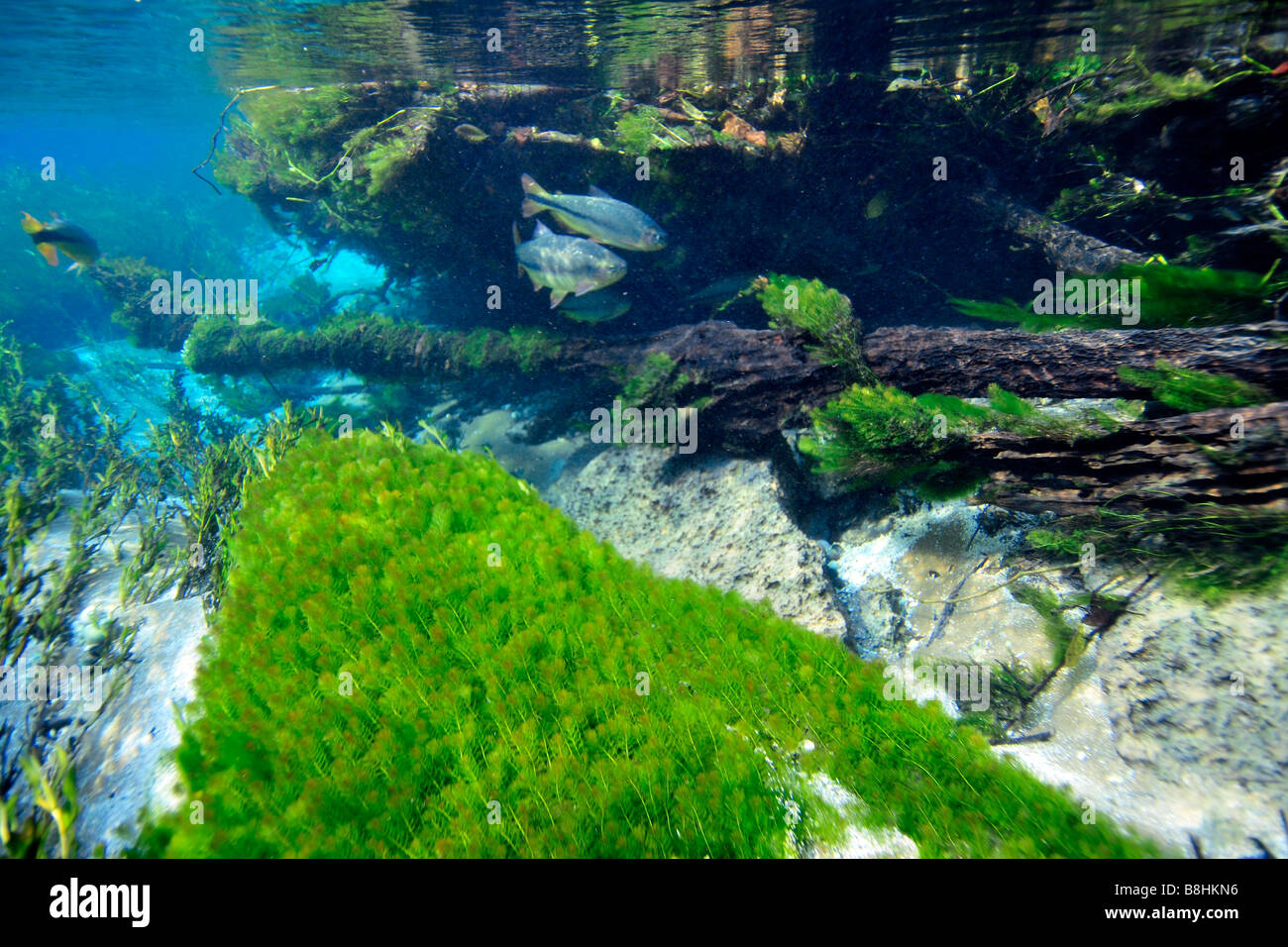 Underwater vegetation at Sucuri River, Bonito, Mato Grosso do Sul ...